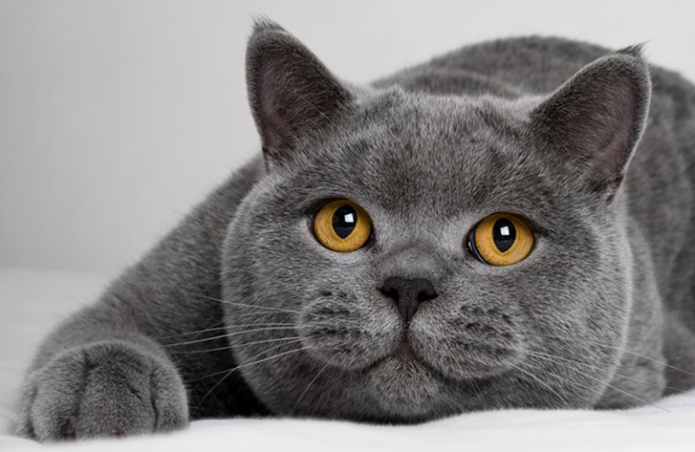 Top 12 Most Expensive Cat Breeds in the World in 2024: Ashera vs ...