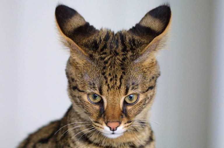Top 12 Most Expensive Cat Breeds in the World in 2024: Ashera vs ...