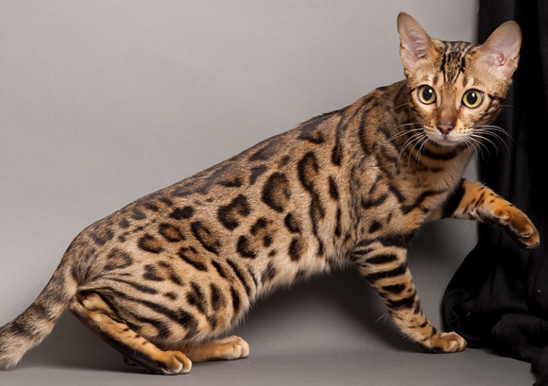Top 12 Most Expensive Cat Breeds in the World in 2024: Ashera vs ...