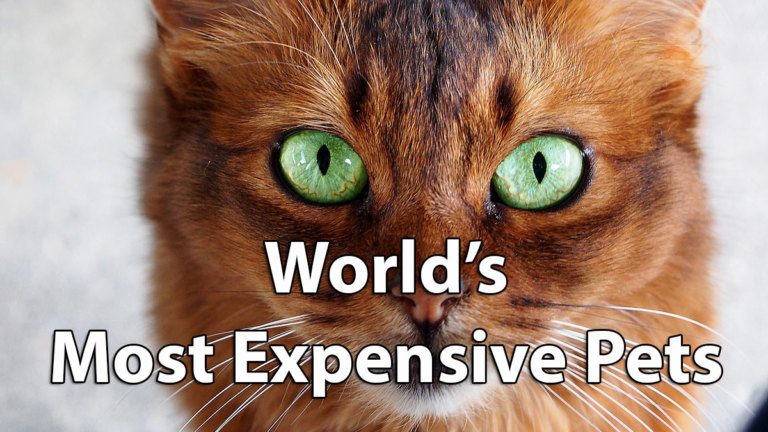 10 Most Expensive Pets in the World in 2024: Do Racing Horses Cost More ...